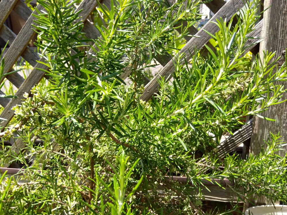 ローズマリー - STUDIO VIGOR スタジオ・ビガー 小浜市